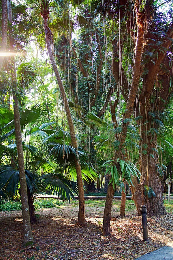 Tree, Vegetation, Plant, Arecales Picture. Image: 125934383