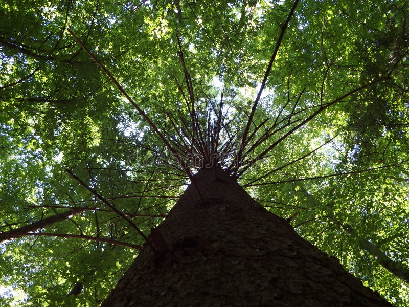 Tree, Vegetation, Woody Plant, Ecosystem Picture. Image: 101747545