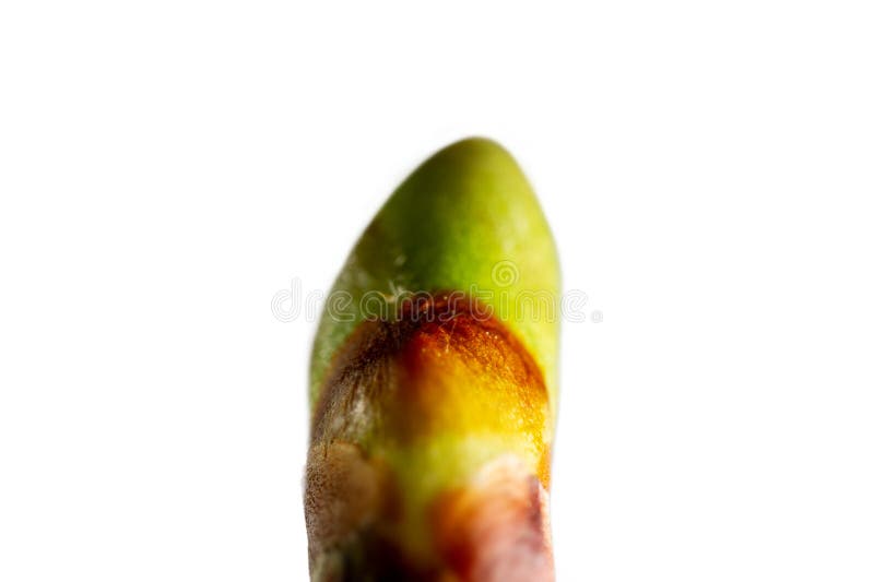 Tree Vegetative Bud at Springtime Stock Photo - Image of alchemy, plant ...