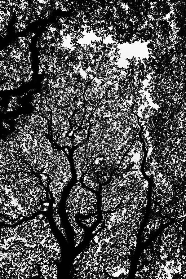 Tree Veins stock photo. Image of fort, branches, abstract - 9218376