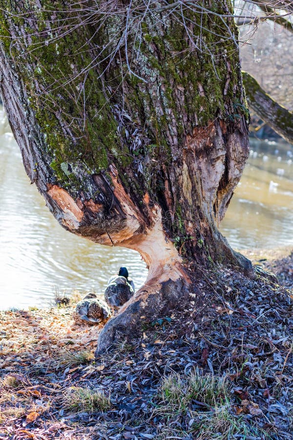 Tree at a verge of falling stock image. Image of surviving - 47696199