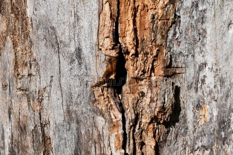 A Tree with a Vertical Crack and Hole in the Middle Stock Photo - Image ...