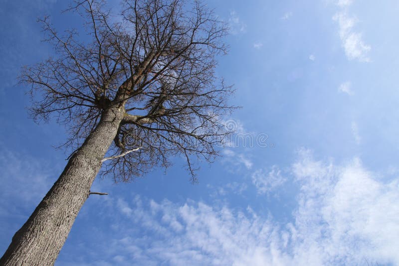Tree stock image. Image of nature, vertical, stem, blue - 89749107