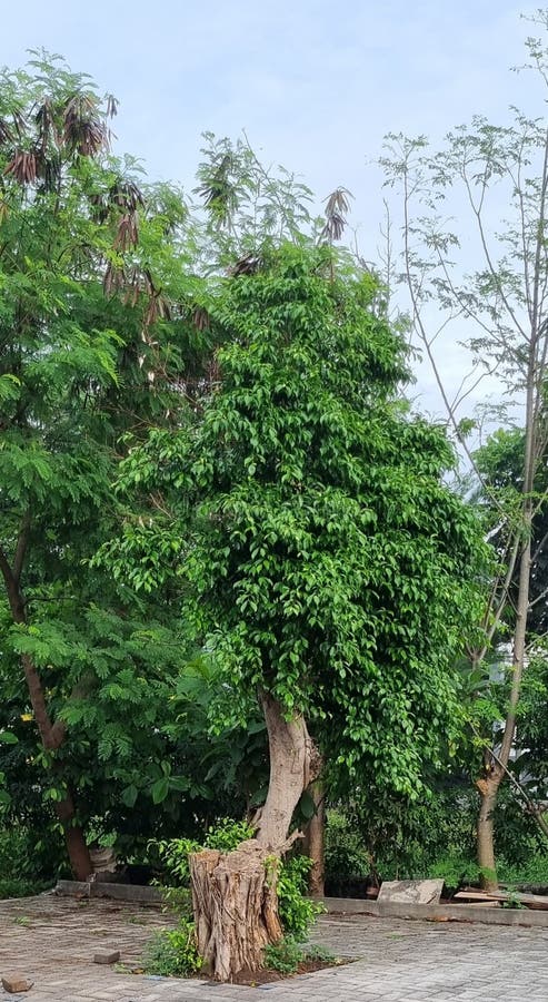 Tree Vertikal Chair Tree with Wood Leaves Stock Image - Image of leaves ...