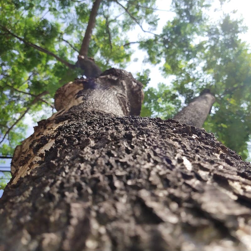 This Tree is Very Beautiful Stock Image - Image of trunk, soil: 200364899