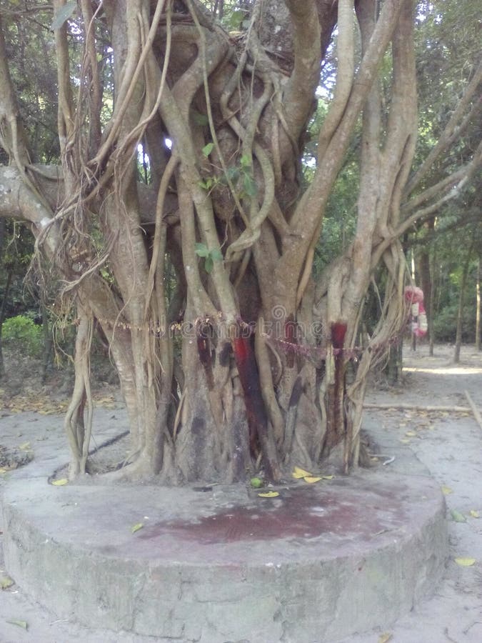Tree stock image. Image of tree, beautiful, temple - 134599089