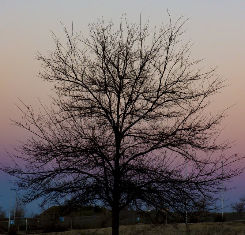 Tree with a Very Colorful Sunset Background Stock Image - Image of ...