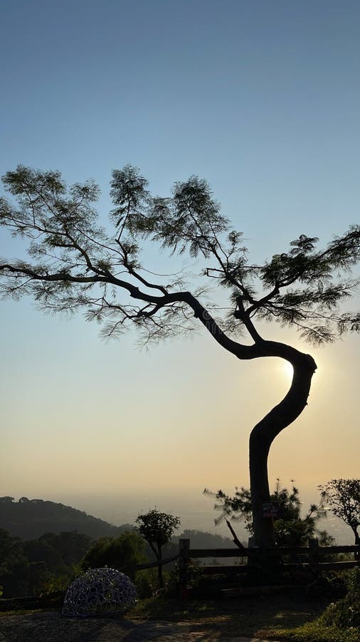 Tree stock photo. Image of holiday, tree, cool, sunset - 286873616