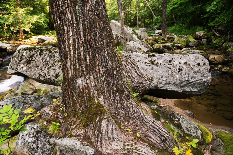Tree is Very Fused with a Big Rock by Stock Image - Image of stone ...
