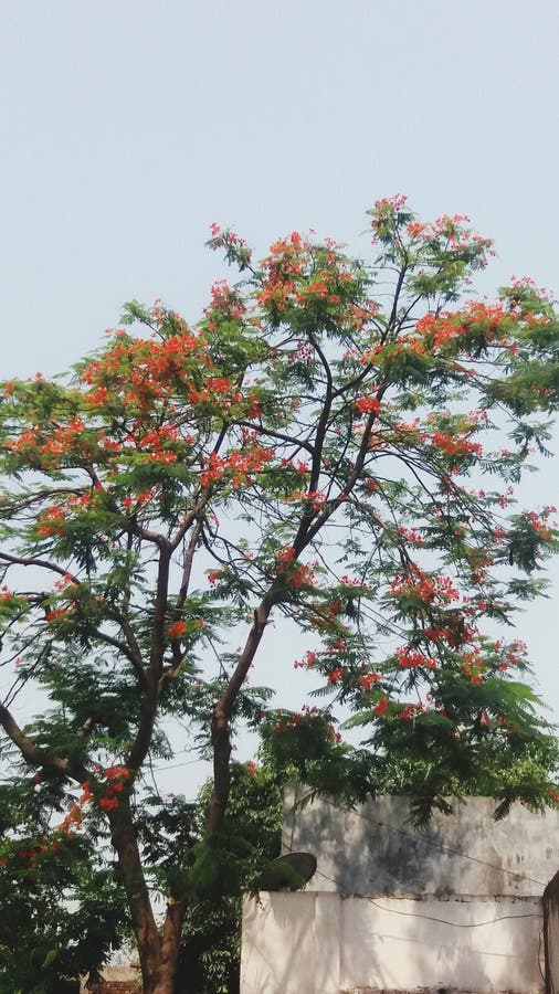 The Tree is Very Nice Looks Stock Image - Image of nice, berry: 182259981