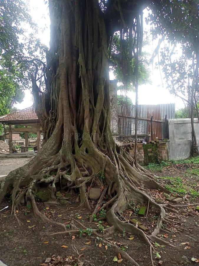 The Tree Very Old, Strong and Unique. Stock Image - Image of strong ...