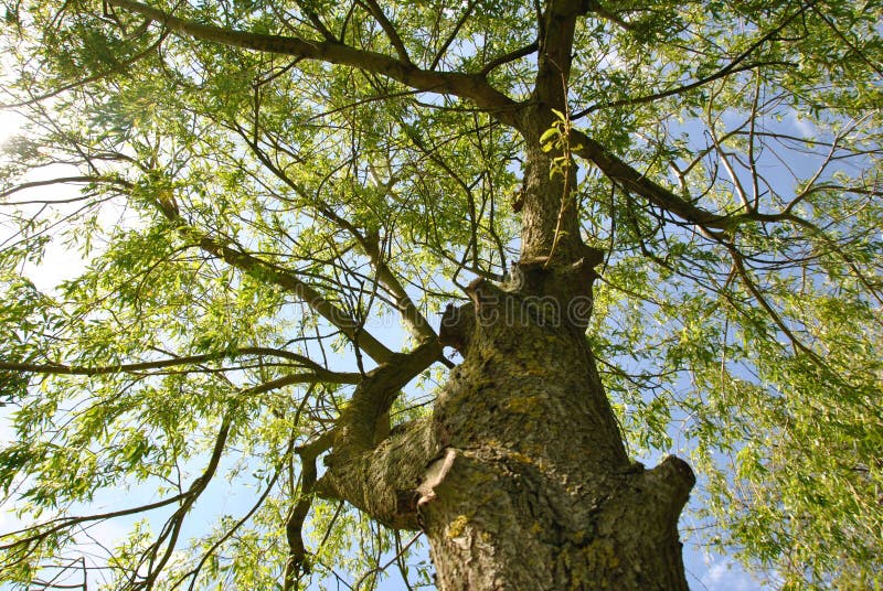 Tree view stock photo. Image of peace, natuur, trees - 73293032