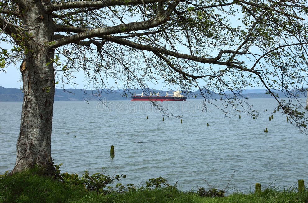 Tree with a View of the Astoria Harbor. Stock Image - Image of ...