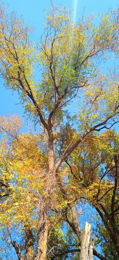 Tree View from Below Autumn, Nuture Stock Photo - Image of view, nuture ...
