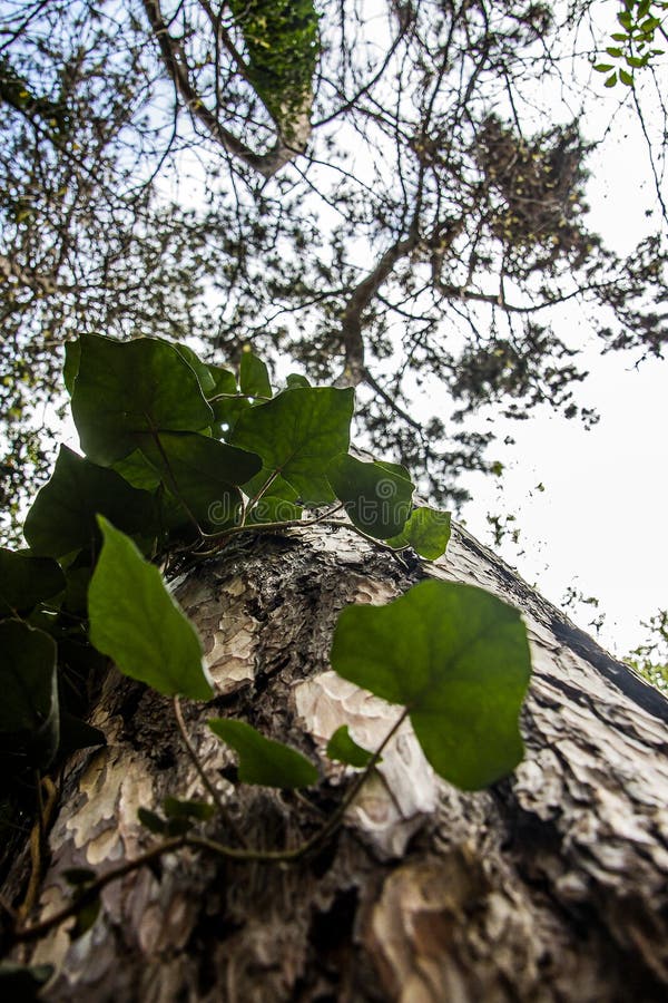 Tree View from Below with Bark and Leaves Stock Image - Image of autumn ...