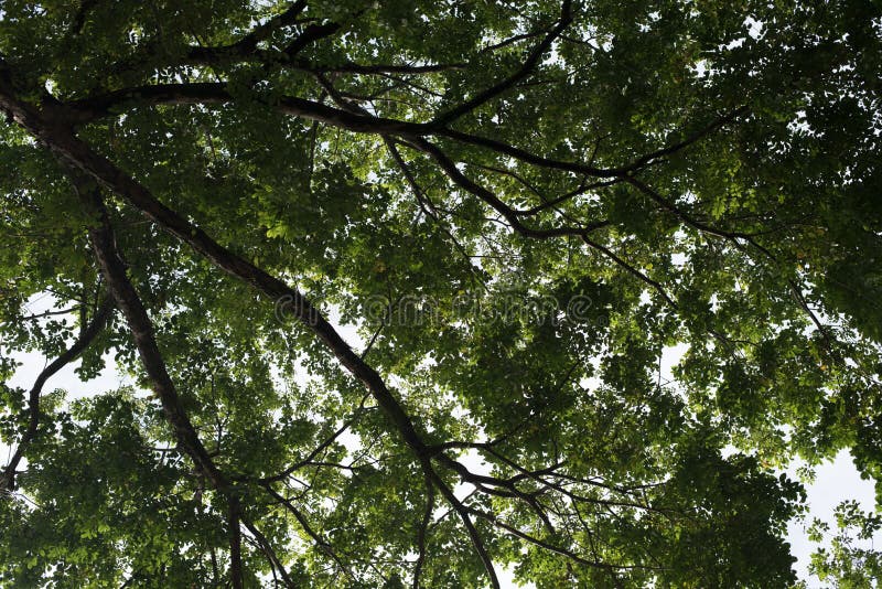 Tree View from Below. Leaves and Branches View Stock Photo - Image of ...