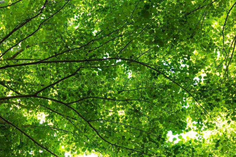 Tree View from Below with Leaves and Branches Stock Image - Image of ...