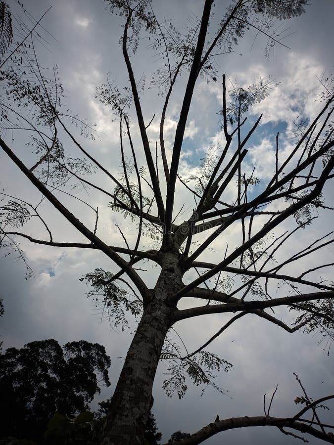 Tree view with few leaves stock image. Image of plant - 200975771