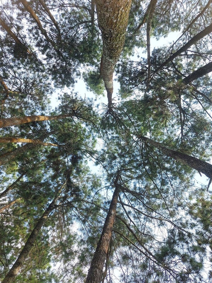 Tree View from the Ground As I Lie Down Stock Photo - Image of forest ...