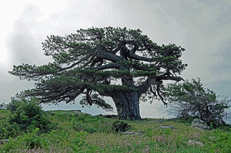 The Tree stock image. Image of vacation, close, wood - 56203421