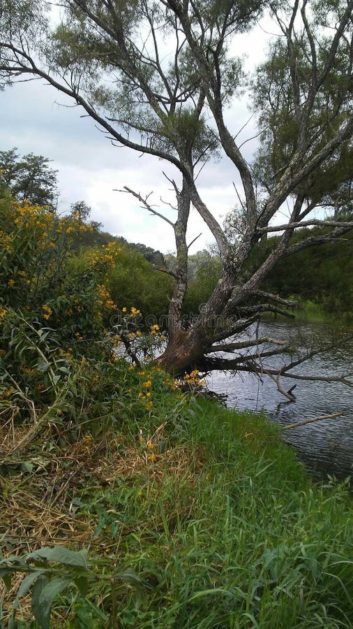Tree view the river flow stock photo. Image of view - 164602426