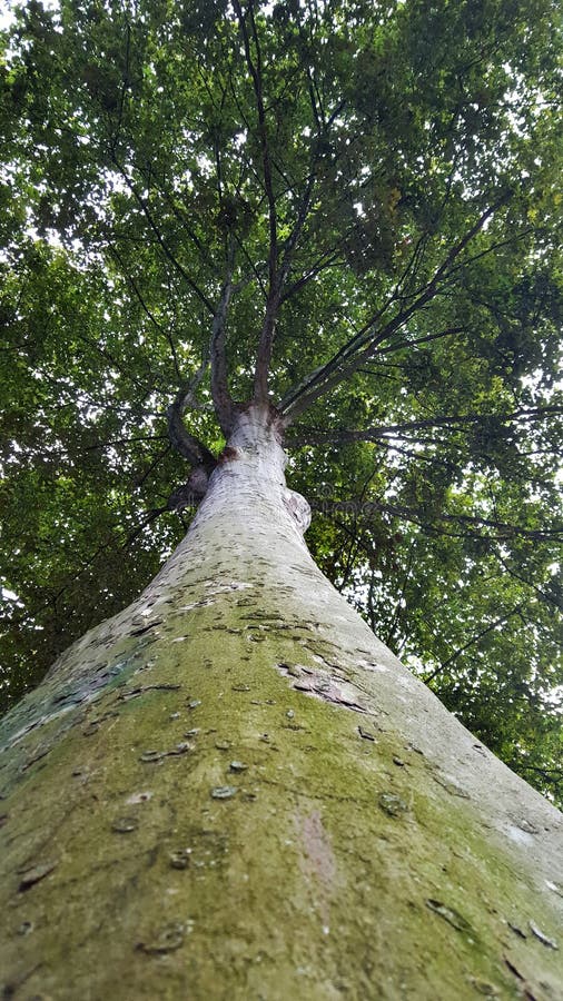Tree view seen from below stock photo. Image of high - 141011546