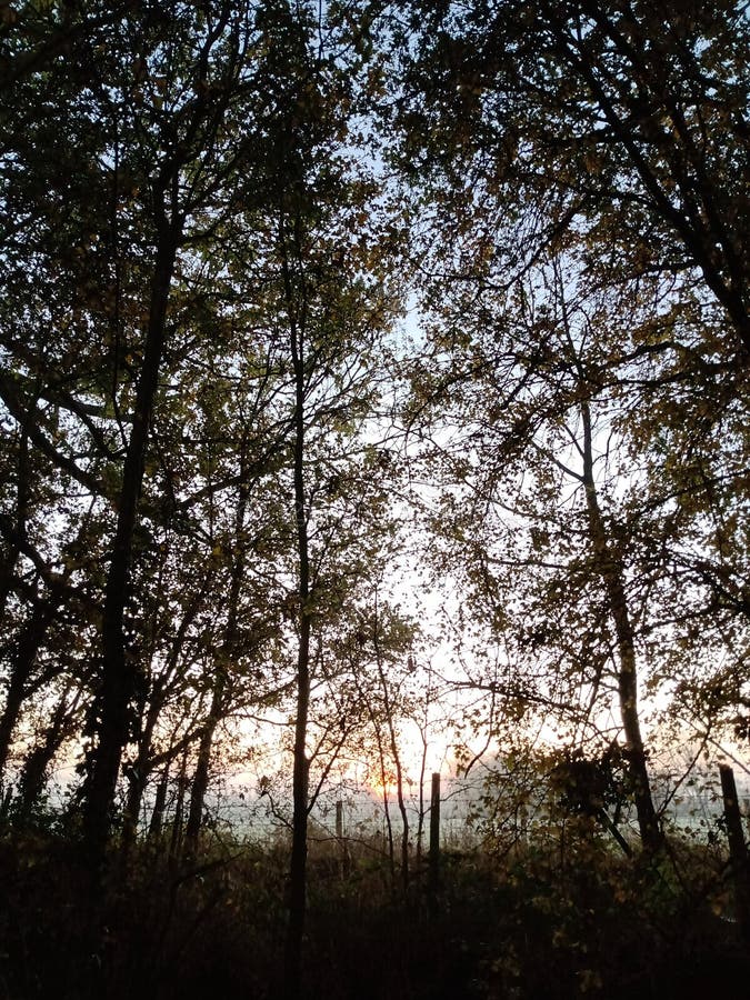 Tree view sky stock photo. Image of autumn, nature, leaf - 258122464