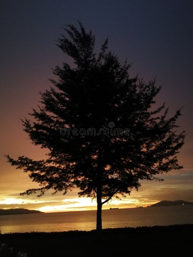 A Tree View of the Sunset at the Beach. Stock Photo - Image of model ...