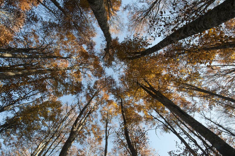 A tree stock image. Image of winter, plant, wood, nature - 57084579
