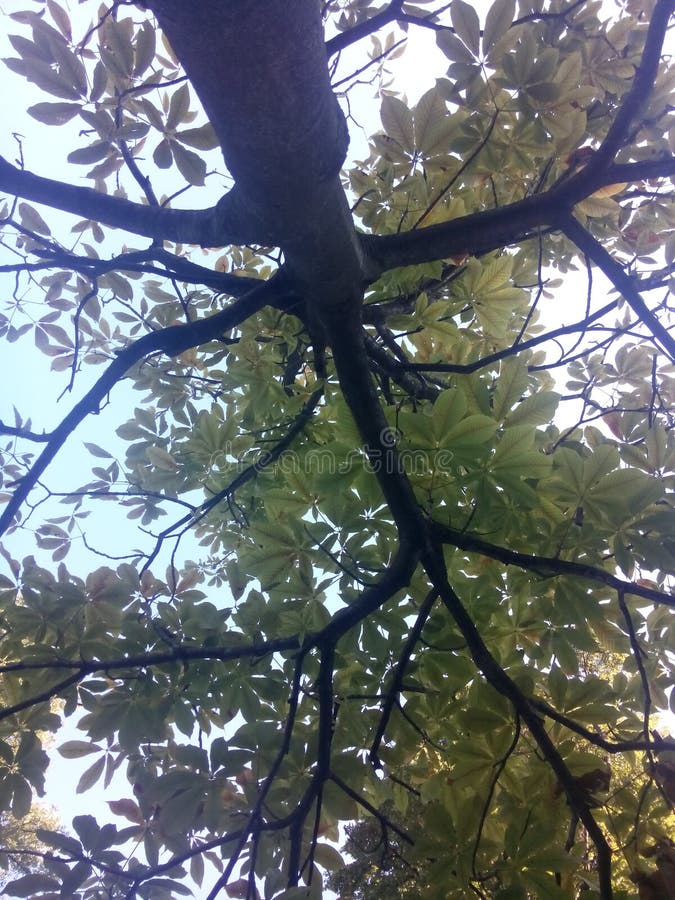 Tree view stock image. Image of view, tree, young, branches - 99355919