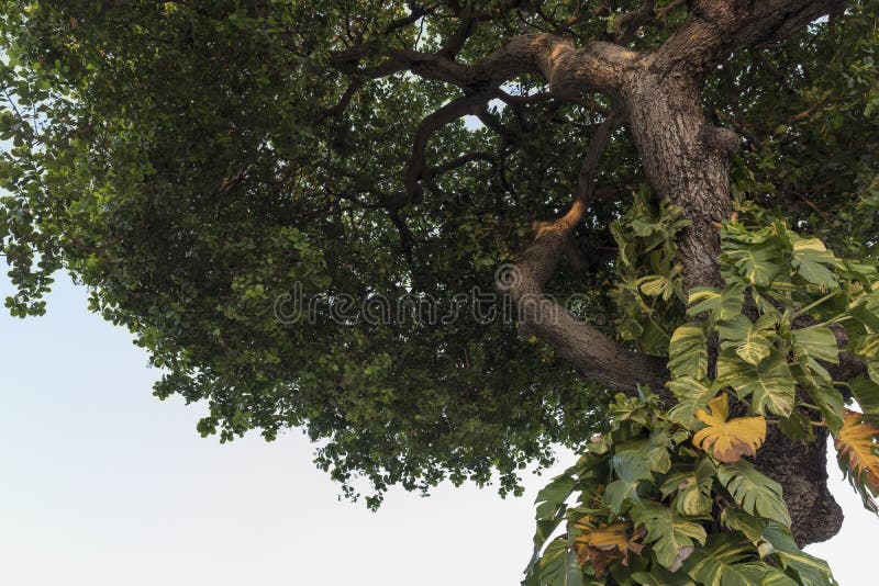 Tree Viewed from Bottom. Branches and Leaves Composing a Beautiful ...