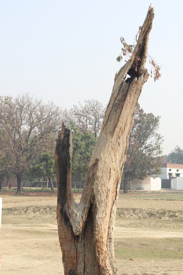 Tree Village Nature Old No Leaves Stock Photo - Image of leaves, tree ...