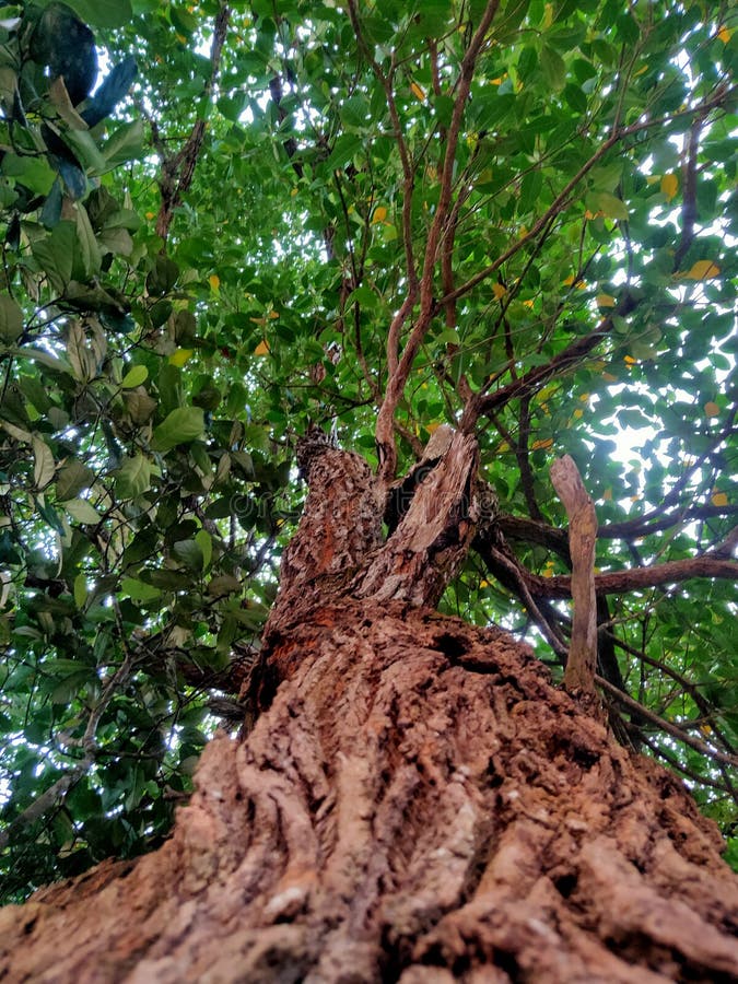 Tree on Village North Sumatra Holiday Stock Image - Image of sumatra ...