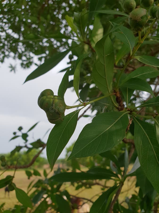 Tree stock image. Image of village, tree, vegetables - 121051919