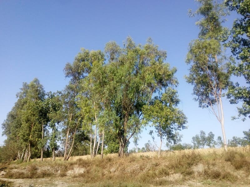 Tree in a Village Site Summer Season Stock Image - Image of village ...
