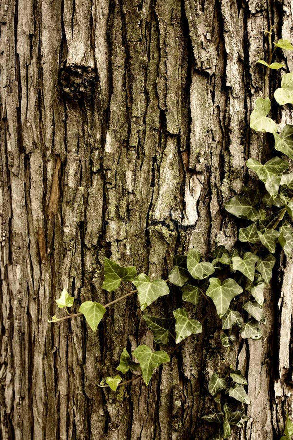 Vine Tree With Ripe Yellow Grape Bunch In Vineyard. Grape Bush In Soil ...