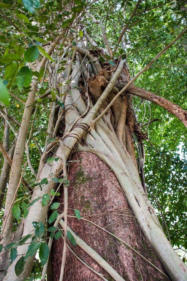 Tree and vine stock image. Image of detail, tropic, branch - 37557879