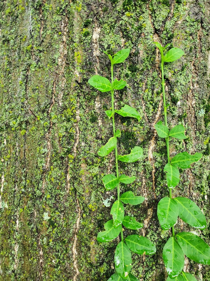 Tree Vine stock image. Image of clinging, trunk, climber - 43528611