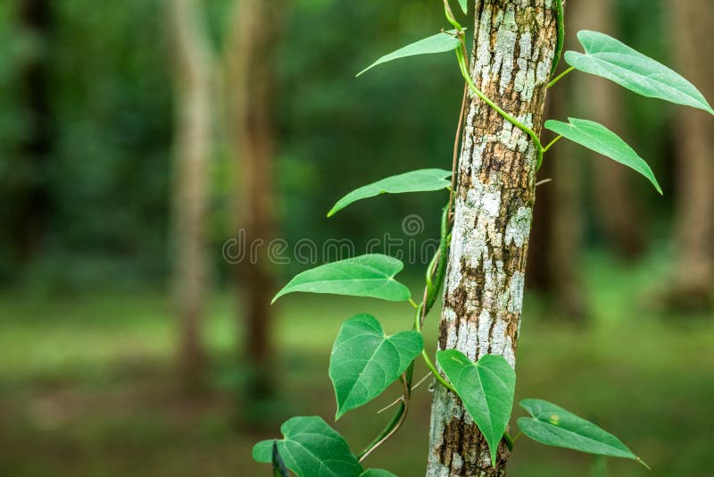 Vine Tree With Ripe Yellow Grape Bunch In Vineyard. Grape Bush In Soil ...