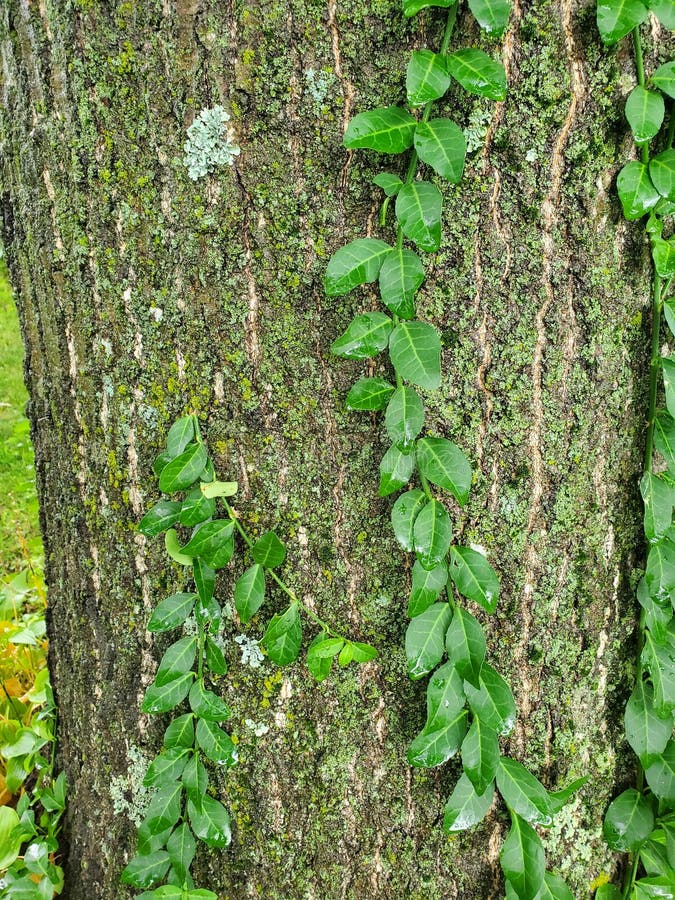 Tree with Vine TWO stock photo. Image of soil, wildflower - 198934882