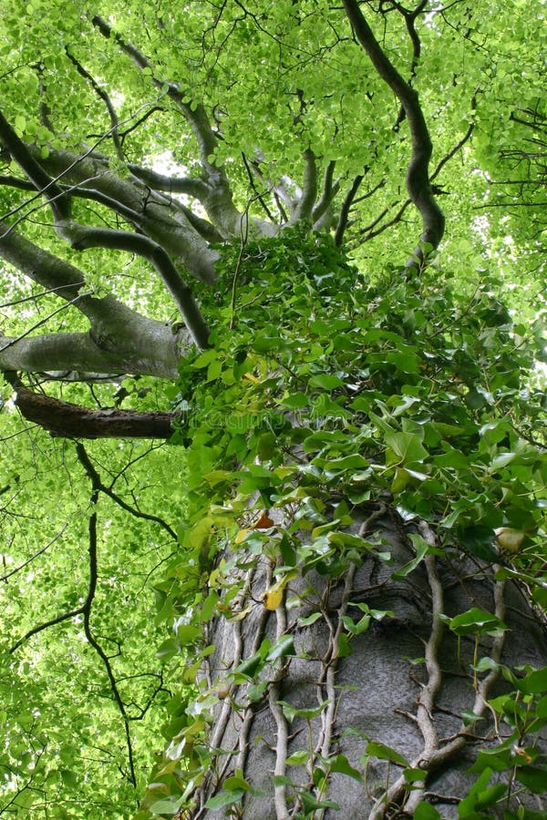 Tree Vine stock image. Image of clinging, trunk, climber - 43528611