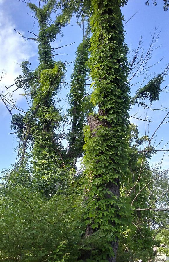 Tree trunk with vines stock photo. Image of trunk, tree - 118081948