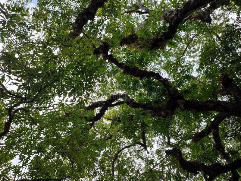 Tree Vines with Green Patterns Stock Image - Image of shrub, branch ...