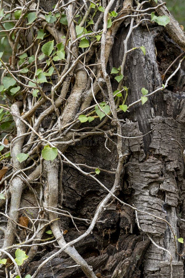 A Tree with Vines Growing on it Stock Photo - Image of landscape ...