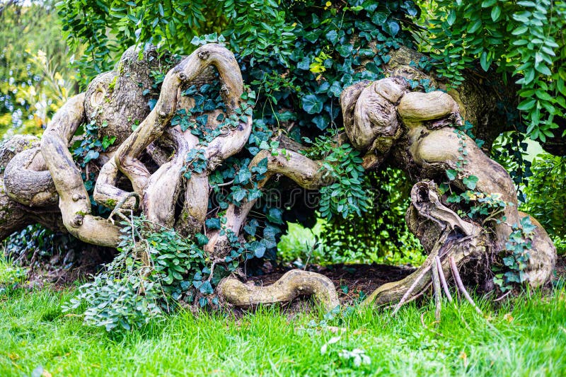 A Tree with Vines Growing Out of it. the Vines are Twisted and Curled ...