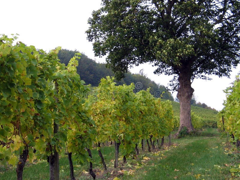 Tree in a vineyard stock image. Image of outdoors, growing - 276873