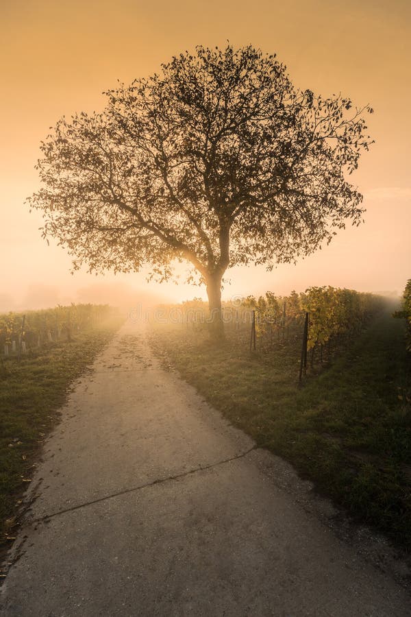 Tree in Vineyard, Pfalz, Germany Stock Image - Image of pfalz, haze ...