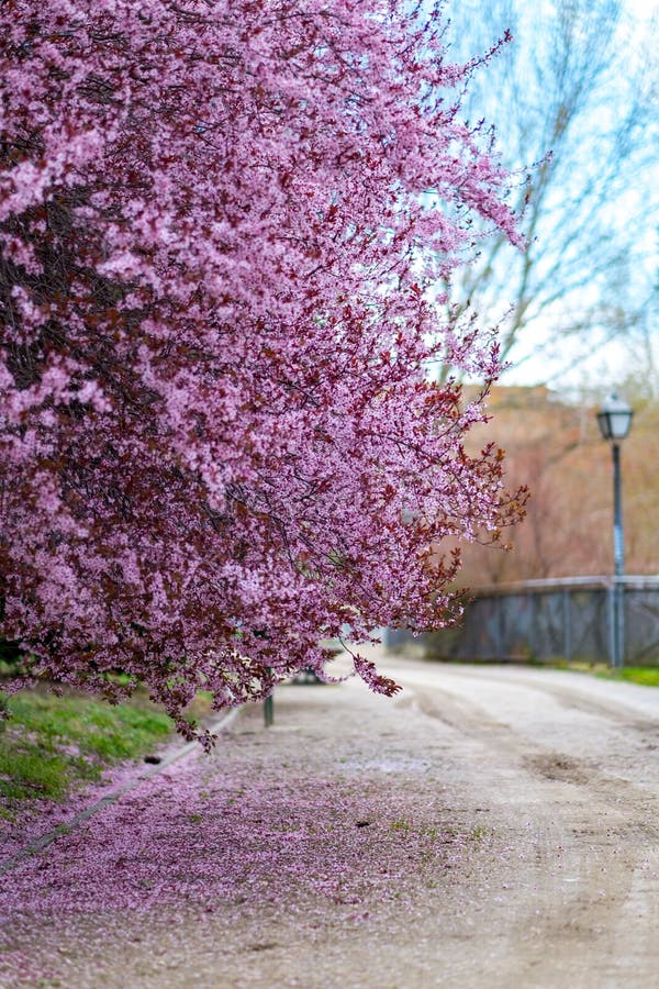 Tree with Violet Flowers Falling on the Asphalt Floor Stock Image ...