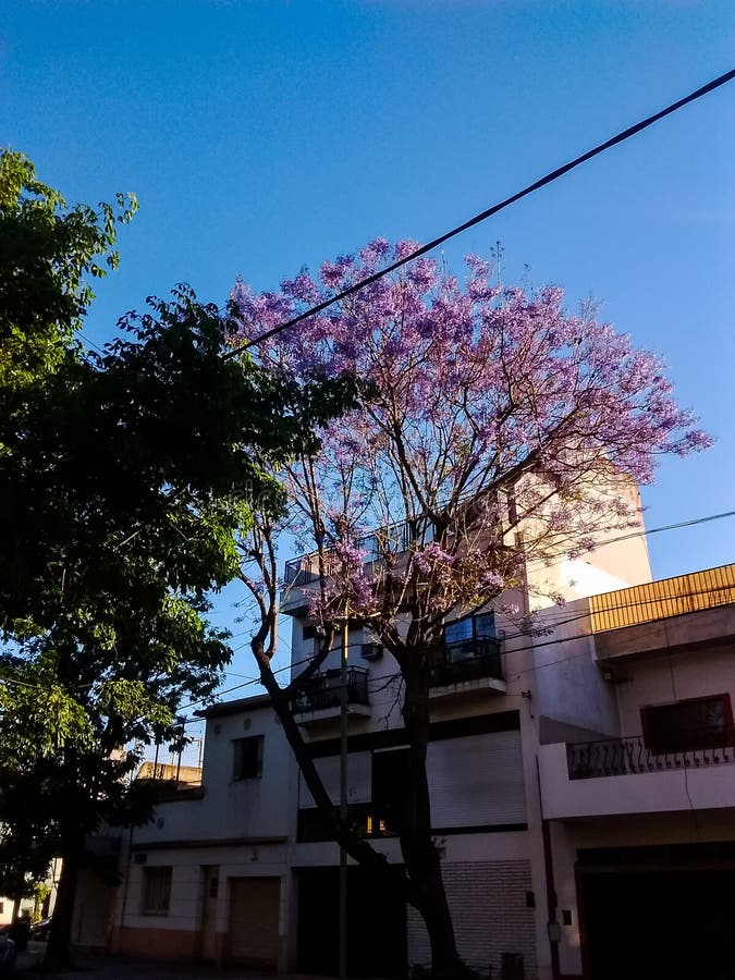 Tree with violet flowers stock photo. Image of structure - 135023552