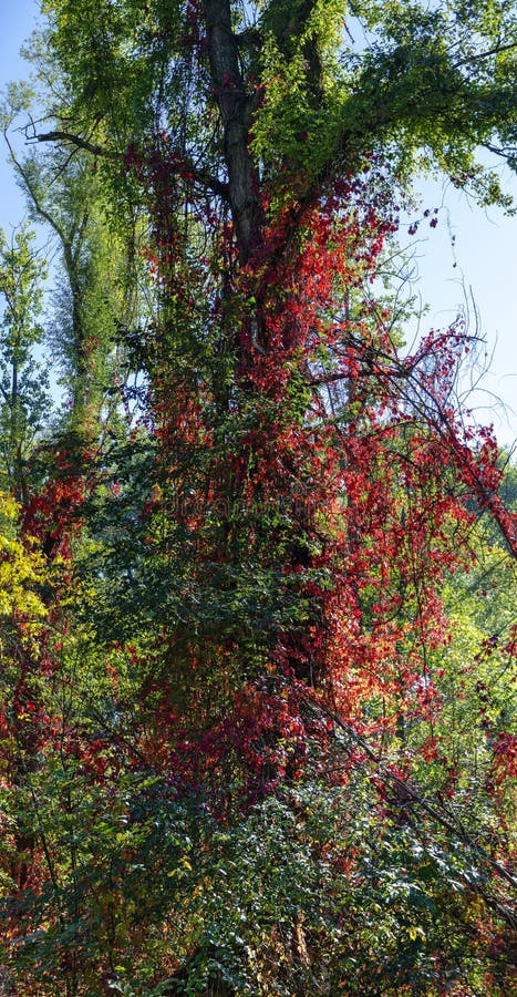 303 Five Finger Tree Photos - Free & Royalty-Free Stock Photos from ...